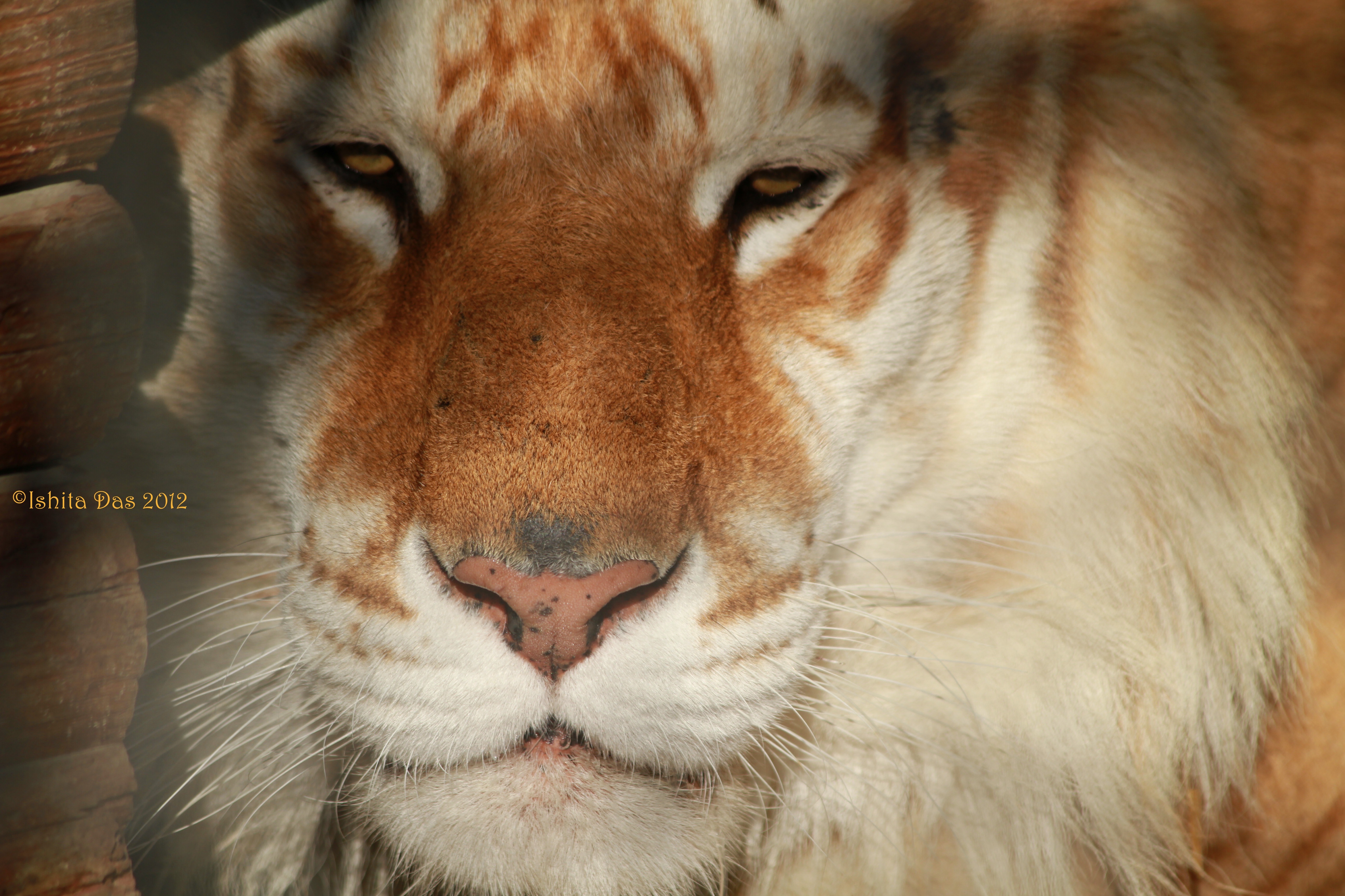 Strawberry Tabby Tiger