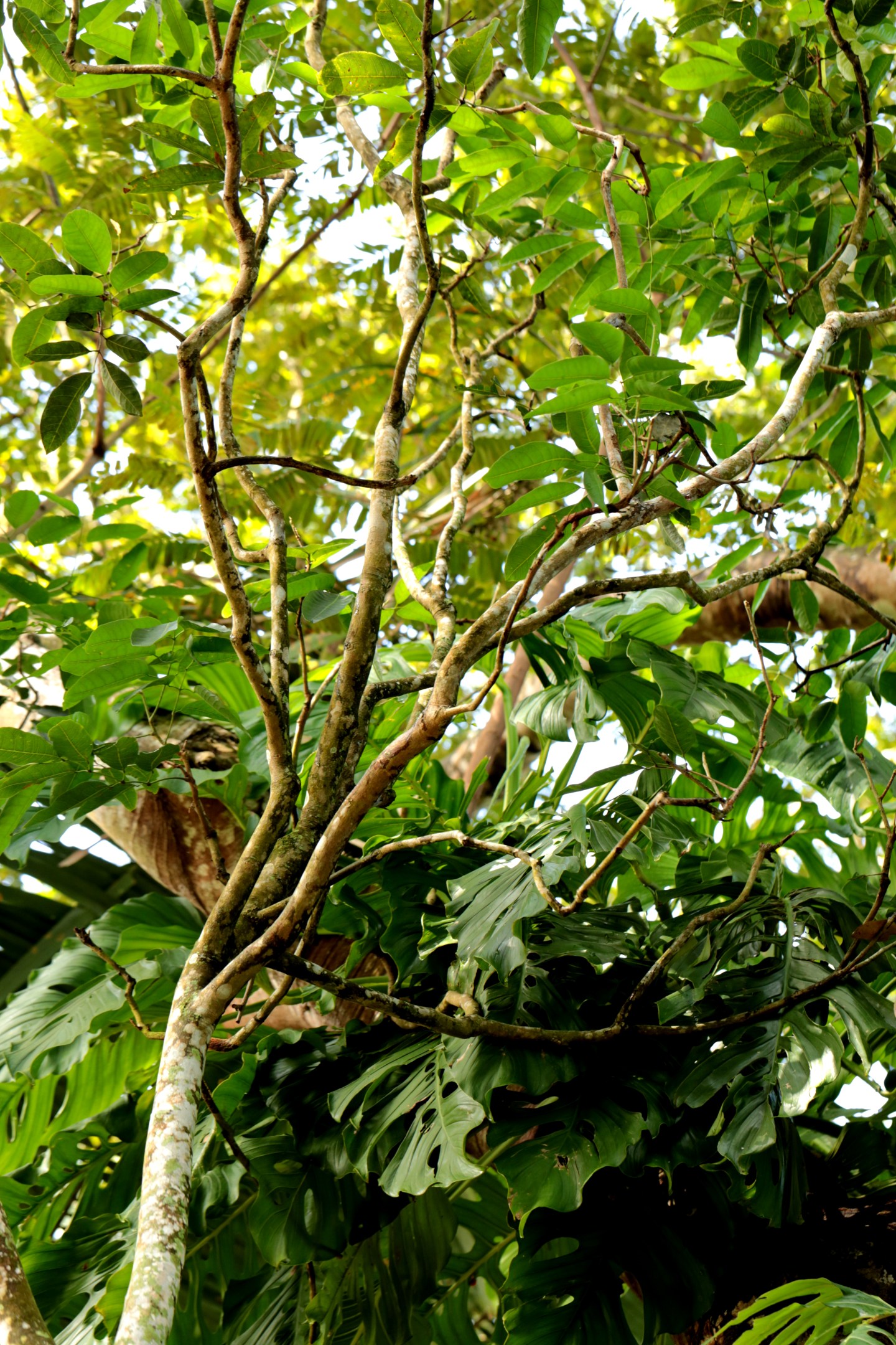 Maya medicine – Implicit Self