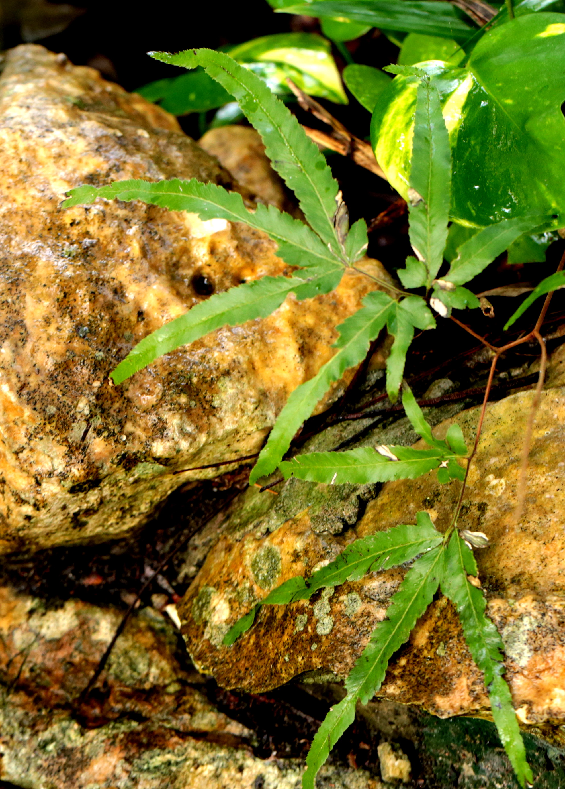 Maya medicine – Implicit Self